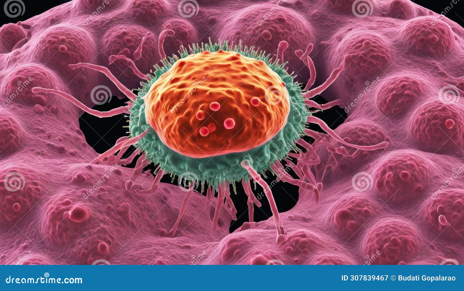 Viral Infection - a Microscopic View of a Virus Invading a Cell Stock ...
