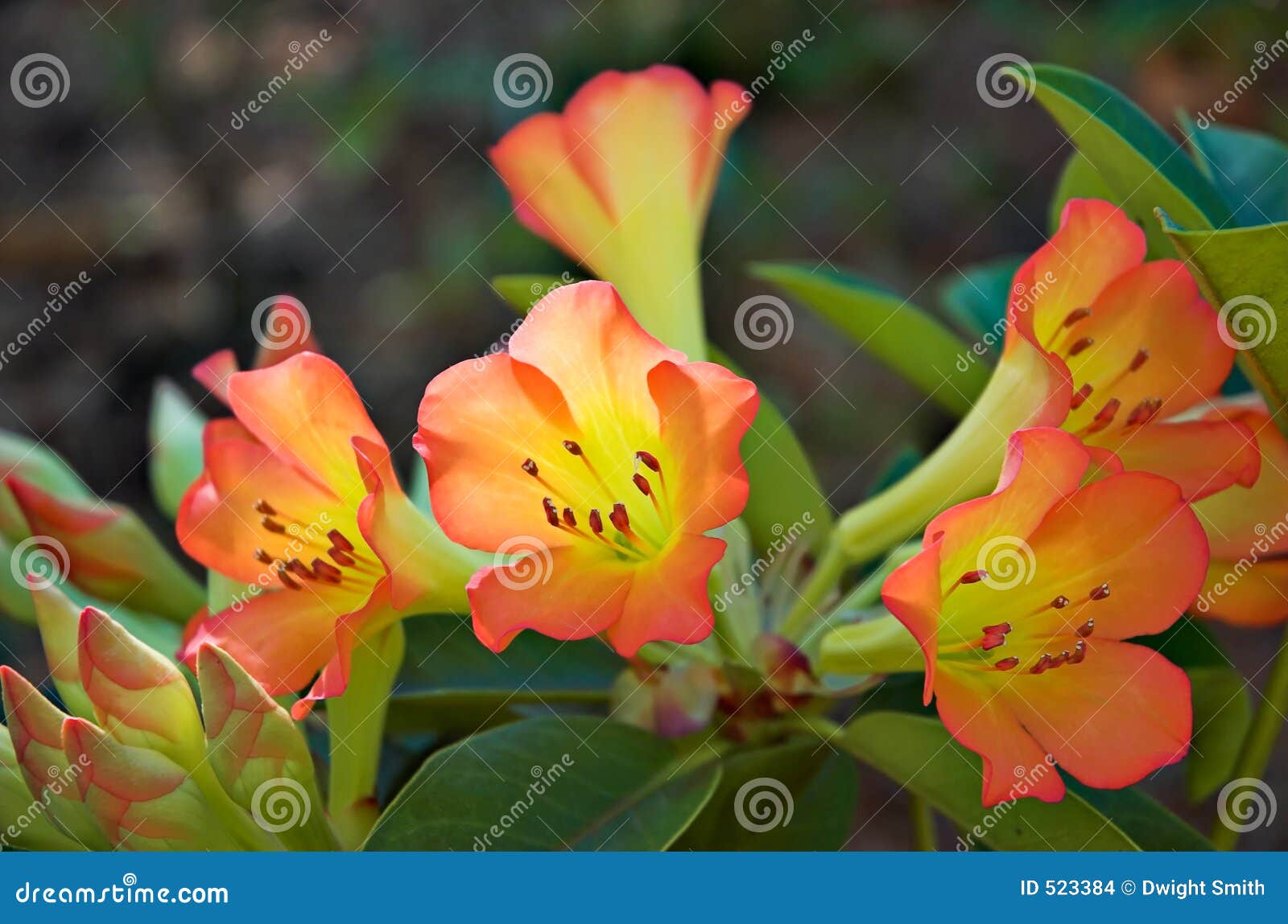 Vireya stock photo. Image of fragility, azalea, plant, bloom - 523384