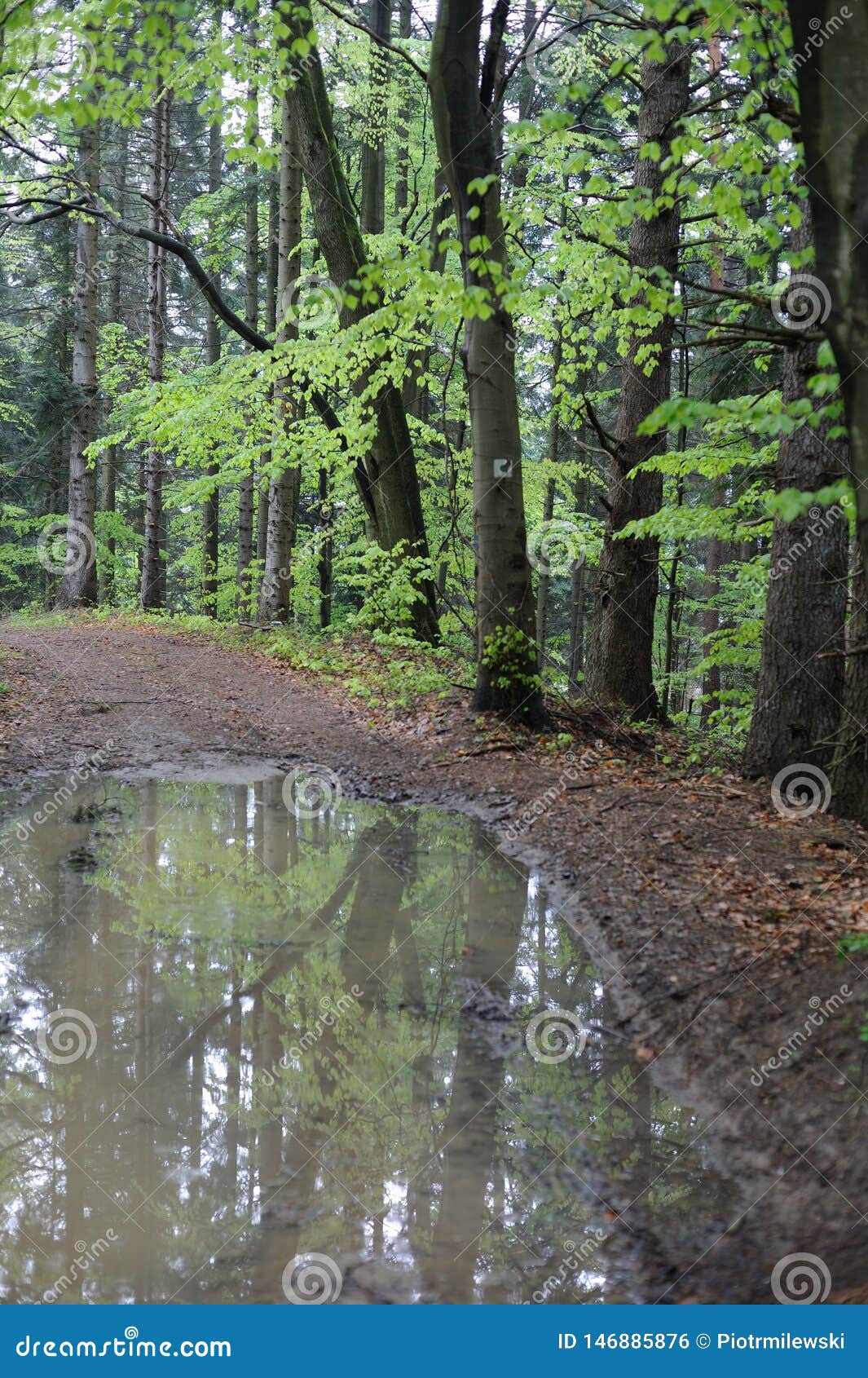 Virgin Beech Tree Forest in Spring in Eastern Poland, Europe Stock ...