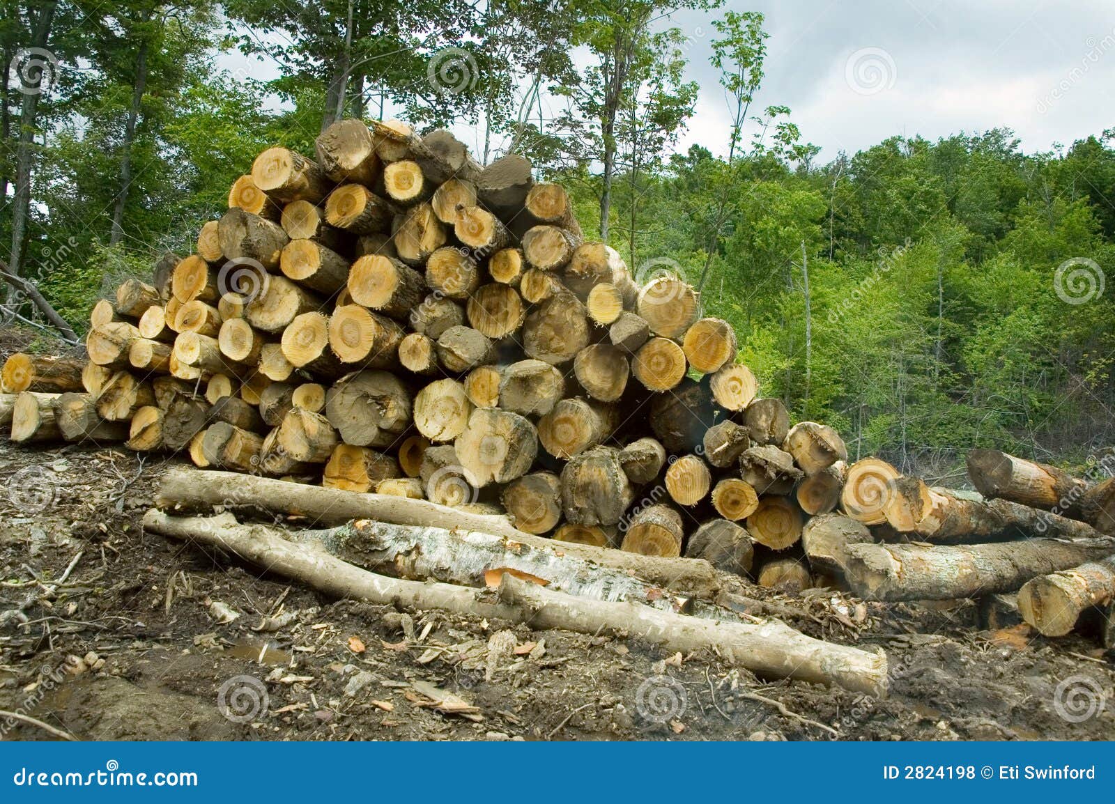 Virgin cut timber stock photo. Image of thinning, natural - 2824198