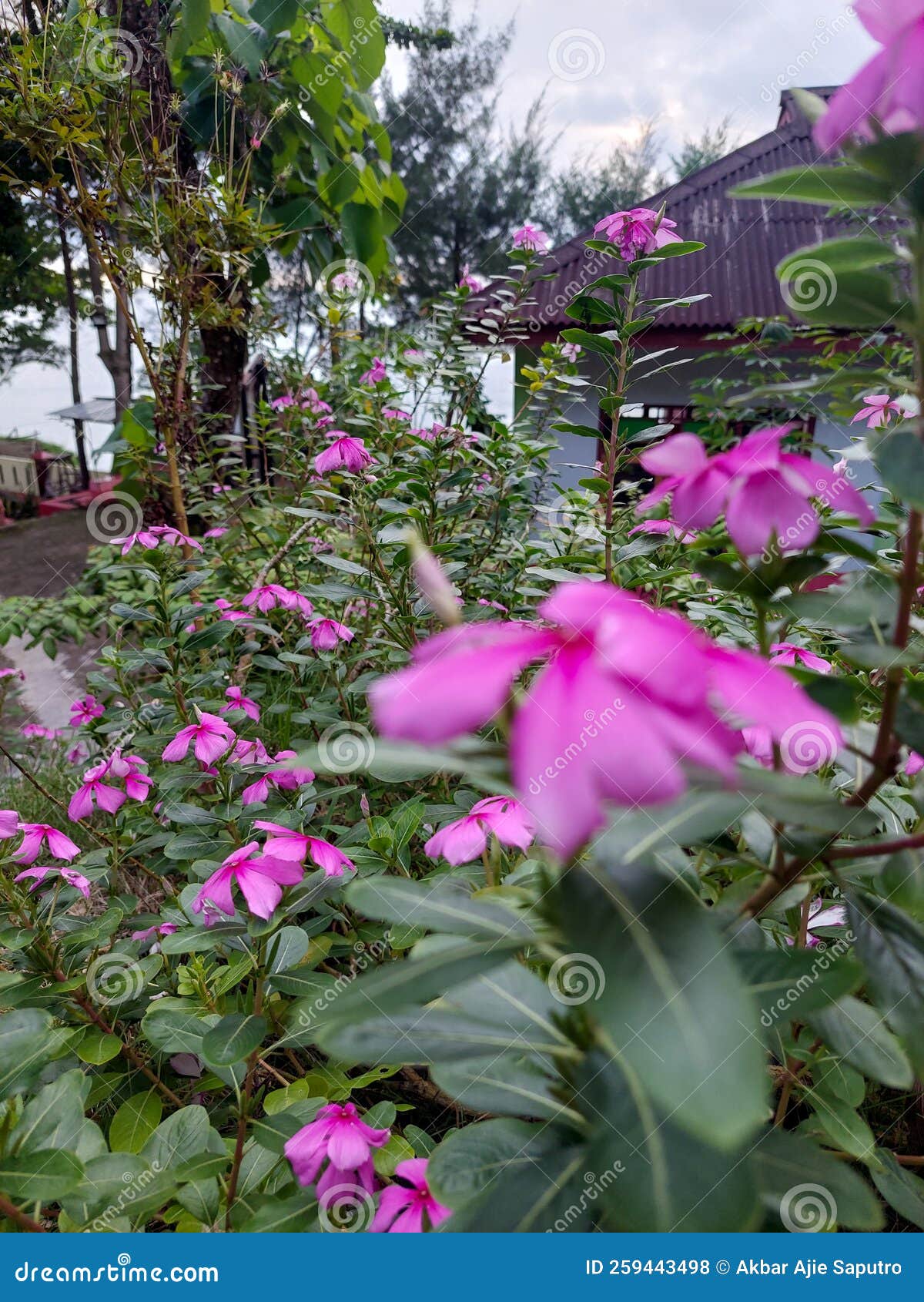 Virgin Flower Tapak Dara Garden at the Beach Stock Photo - Image of ...