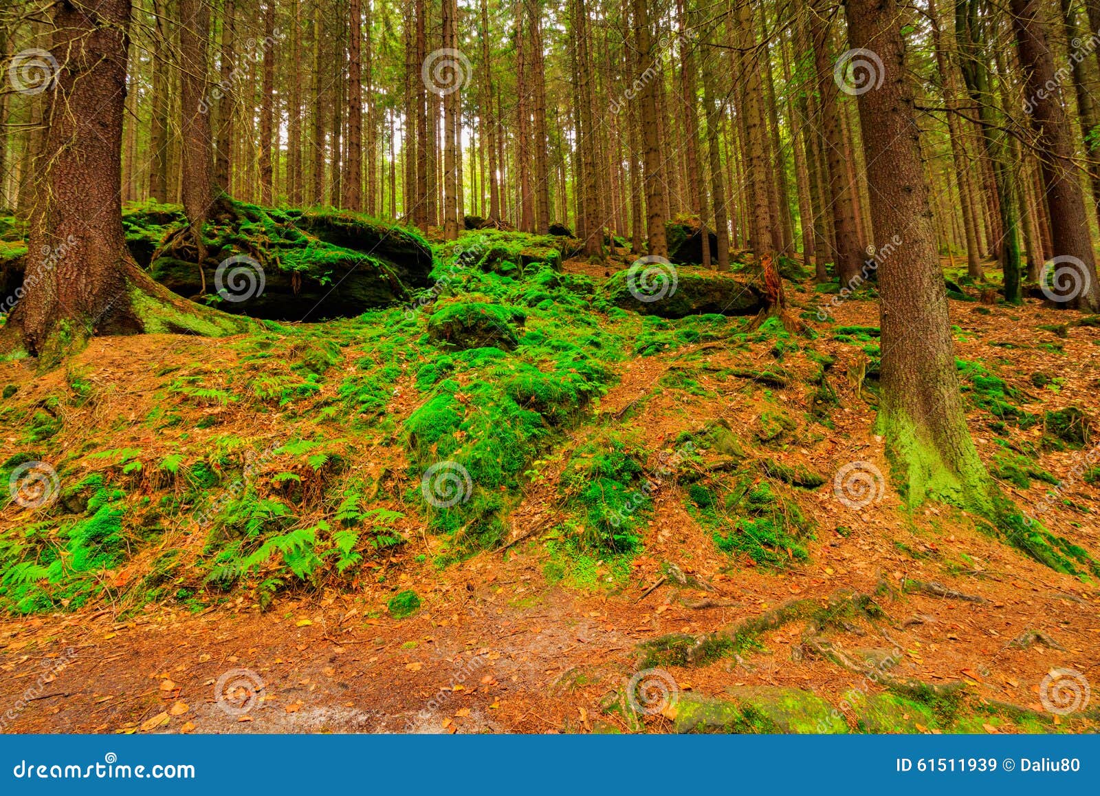The Virgin Forest of the Fresh Green Stock Image - Image of broadleaf ...