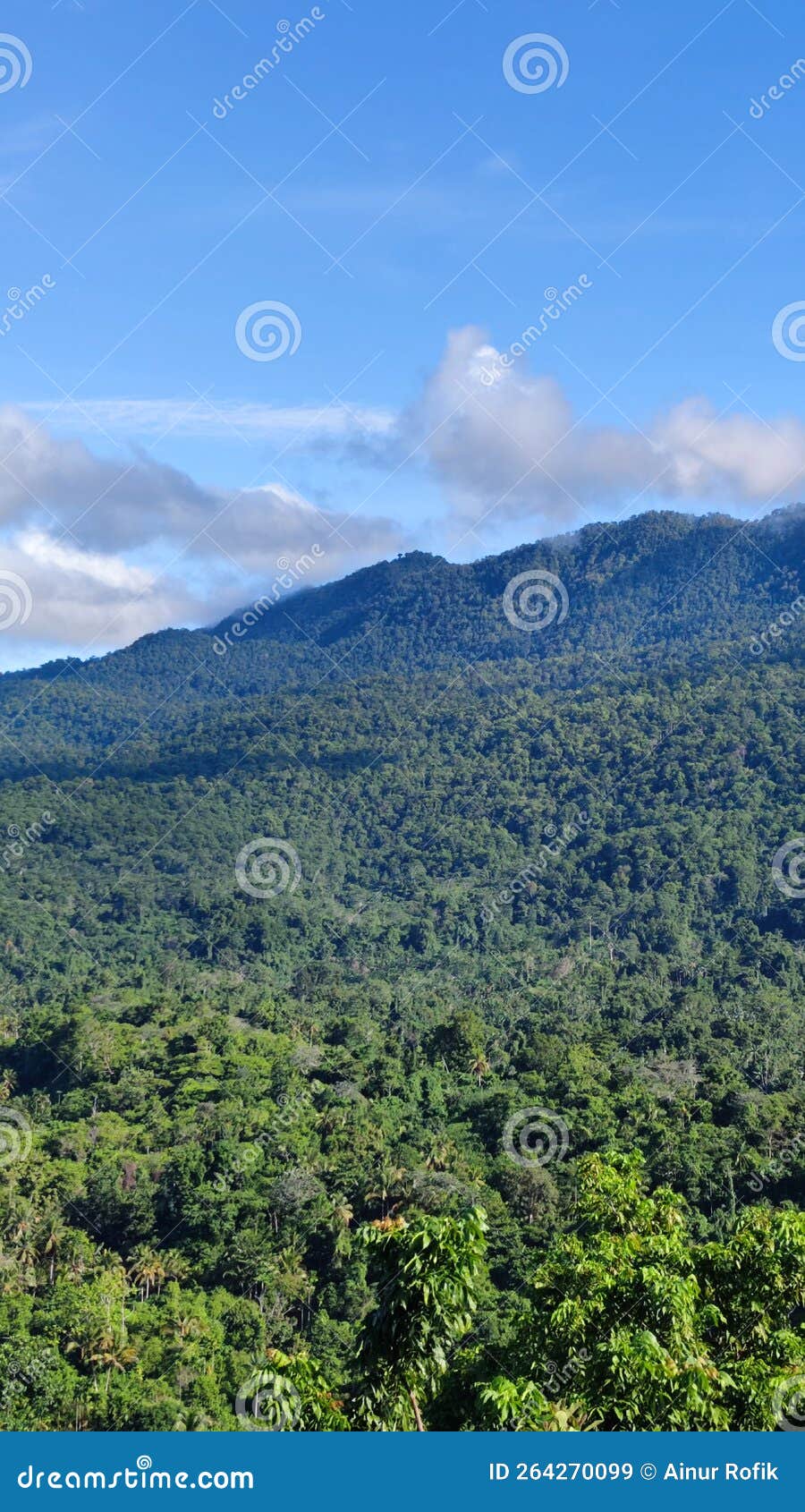Virgin Forest of Papua New Guinea Stock Image - Image of forest, guinea ...