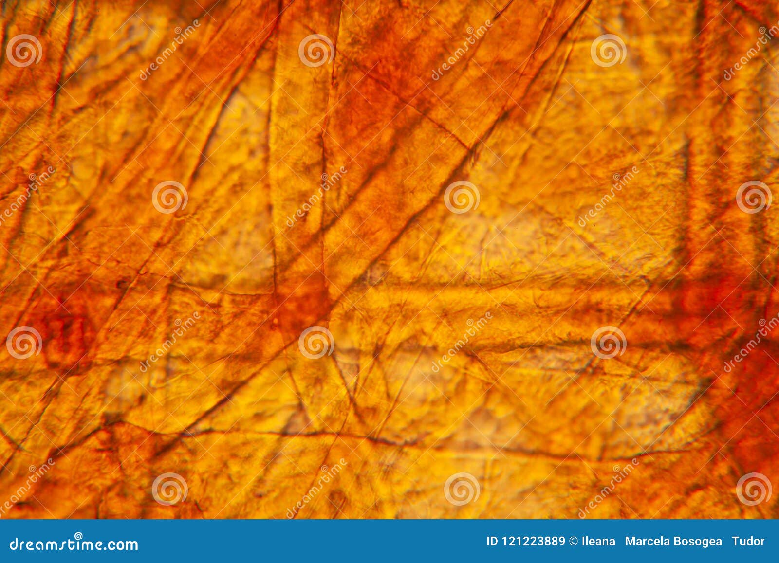 Virgin paper texture stock image. Image of science, abstract - 121223889