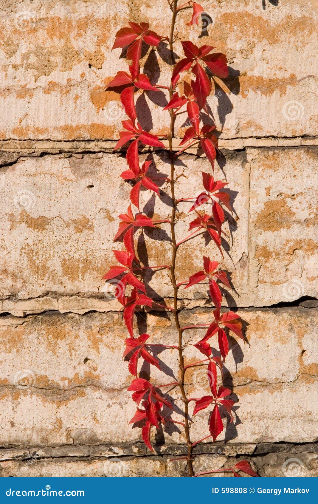 Virginia creeper stock photo. Image of climbing, stem, virginia - 598808