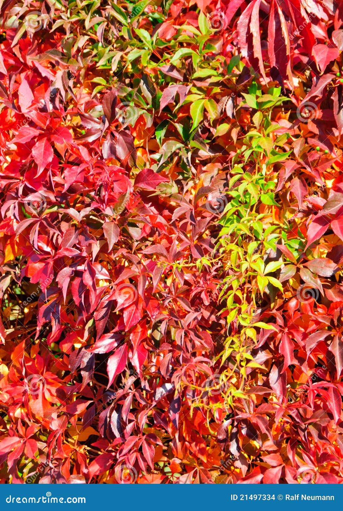 Virginia Creeper in autumn stock photo. Image of virginia - 21497334