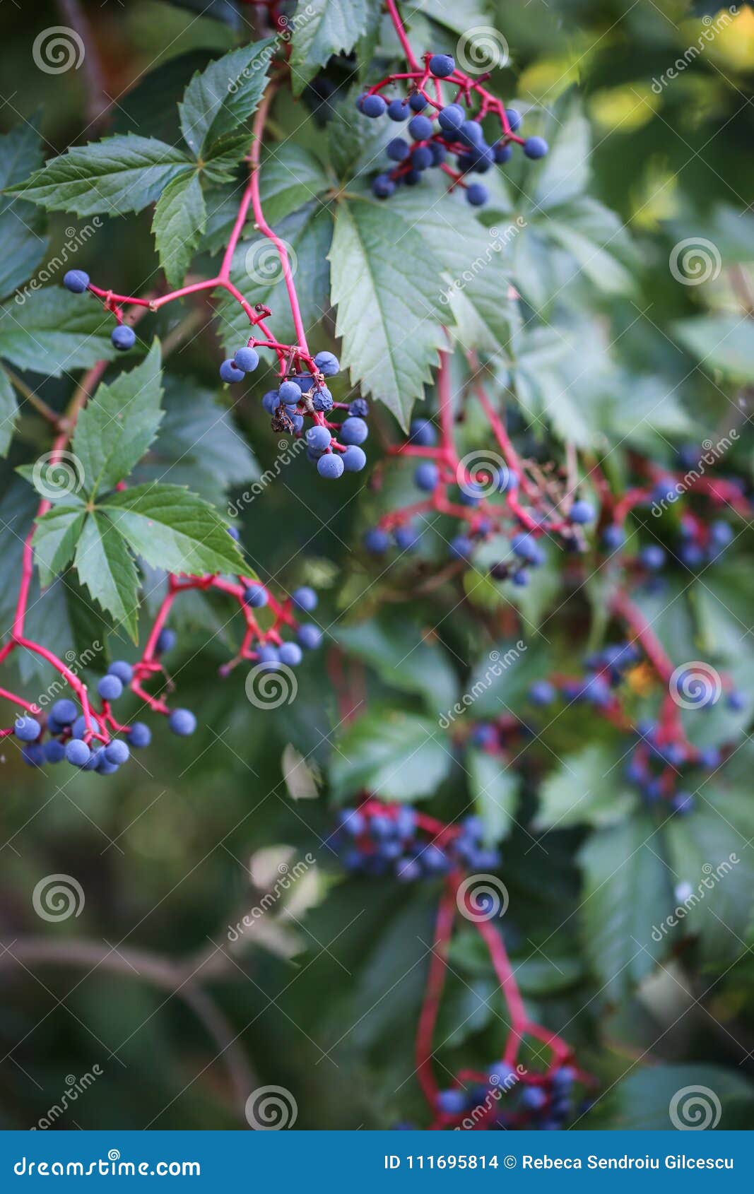 Virginia creeper berries stock photo. Image of creeper - 111695814