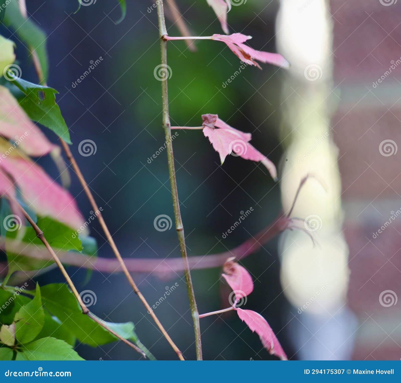 Virginia Creeper Blurred Leaves Stock Image - Image of yellow, shrub ...