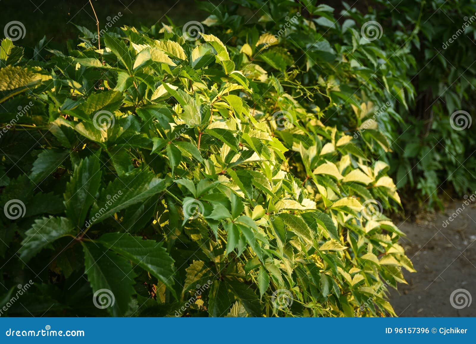 Virginia Creeper on Fence stock photo. Image of virginia - 96157396