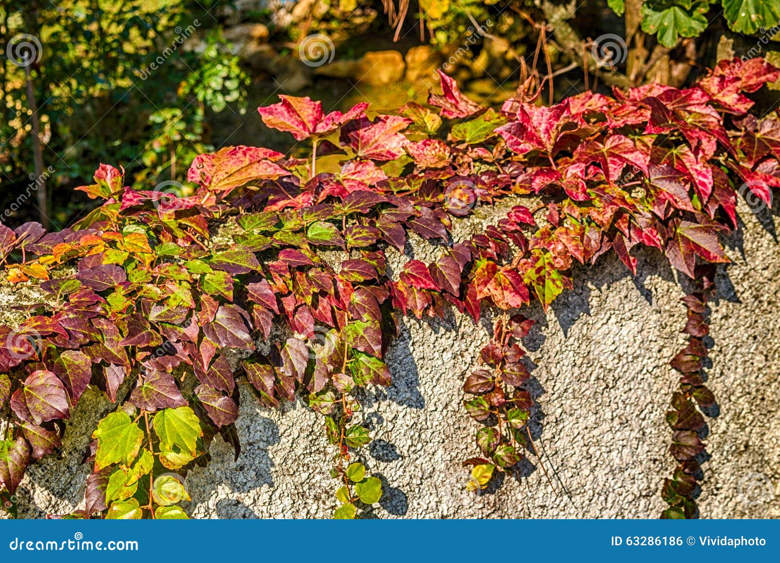 Virginia creeper stock photo. Image of botany, diamondshaped - 63286186