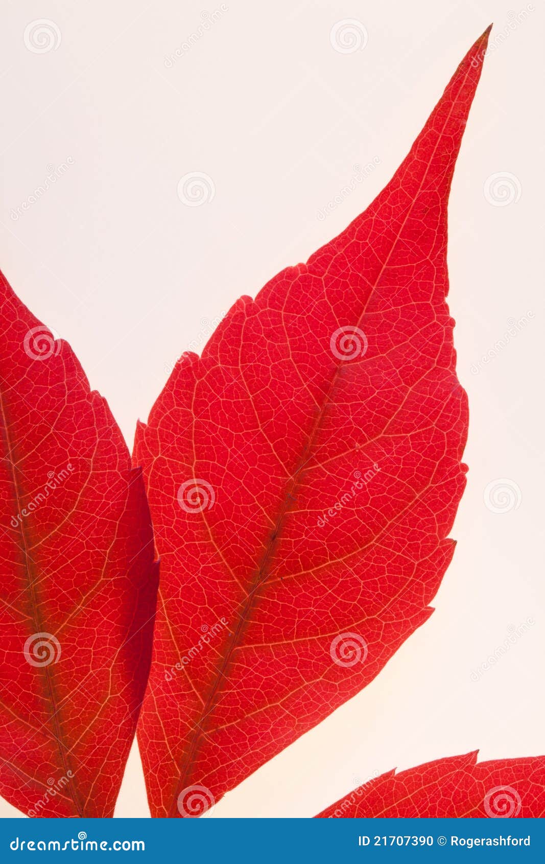 Virginia Creeper Leaf stock photo. Image of closeup, garden - 21707390