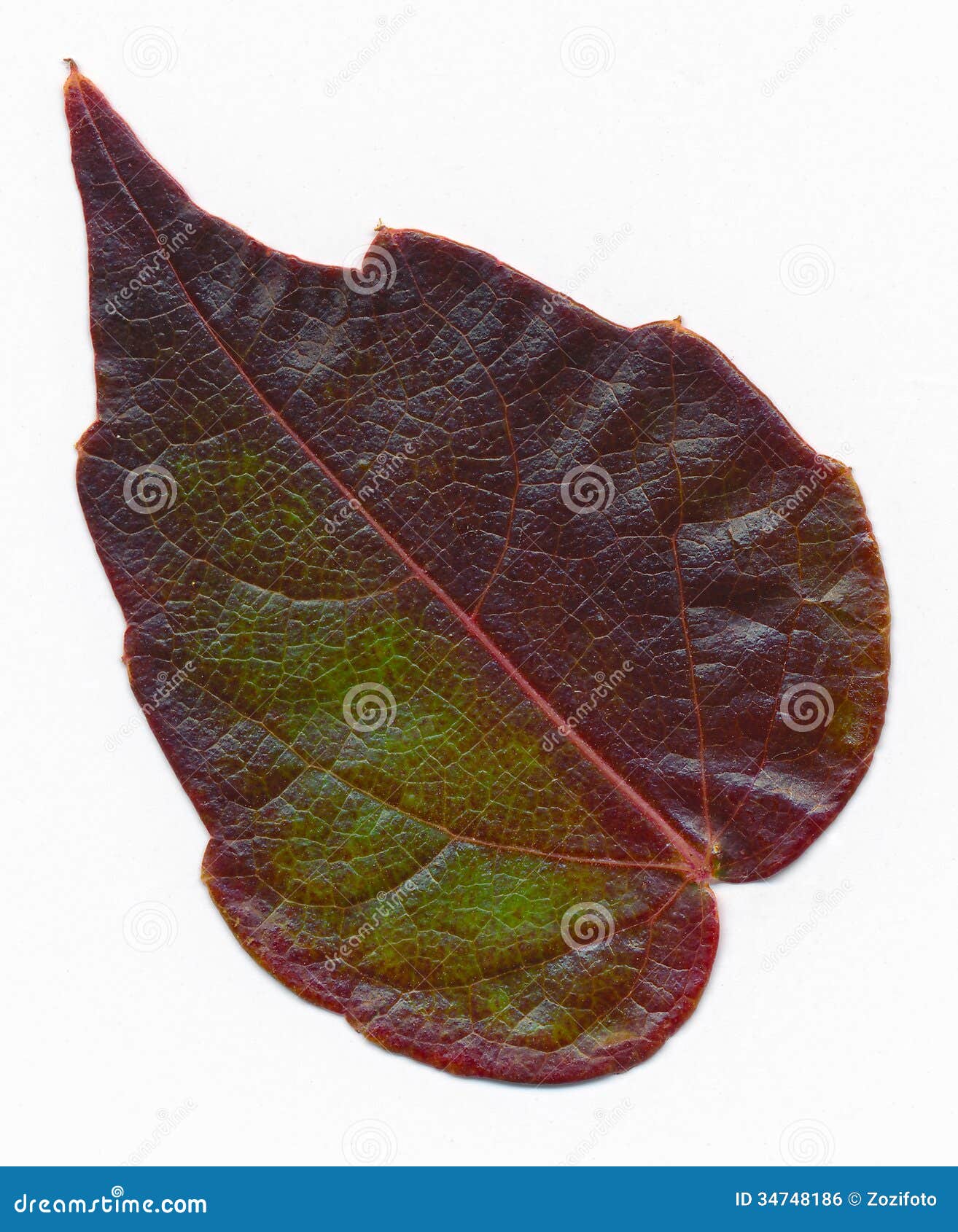 Virginia Creeper leaf stock photo. Image of quinquefolia - 34748186