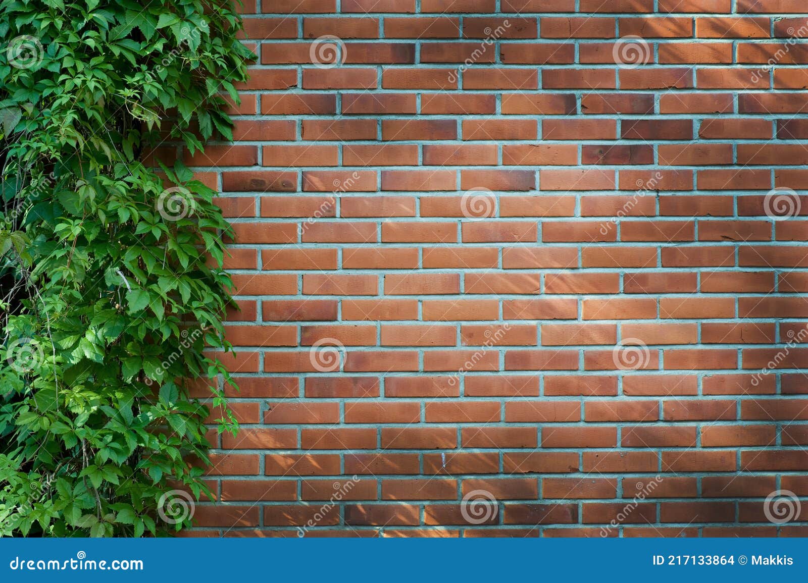 Virginia Creeper on Brick Wall Stock Photo - Image of virginia ...