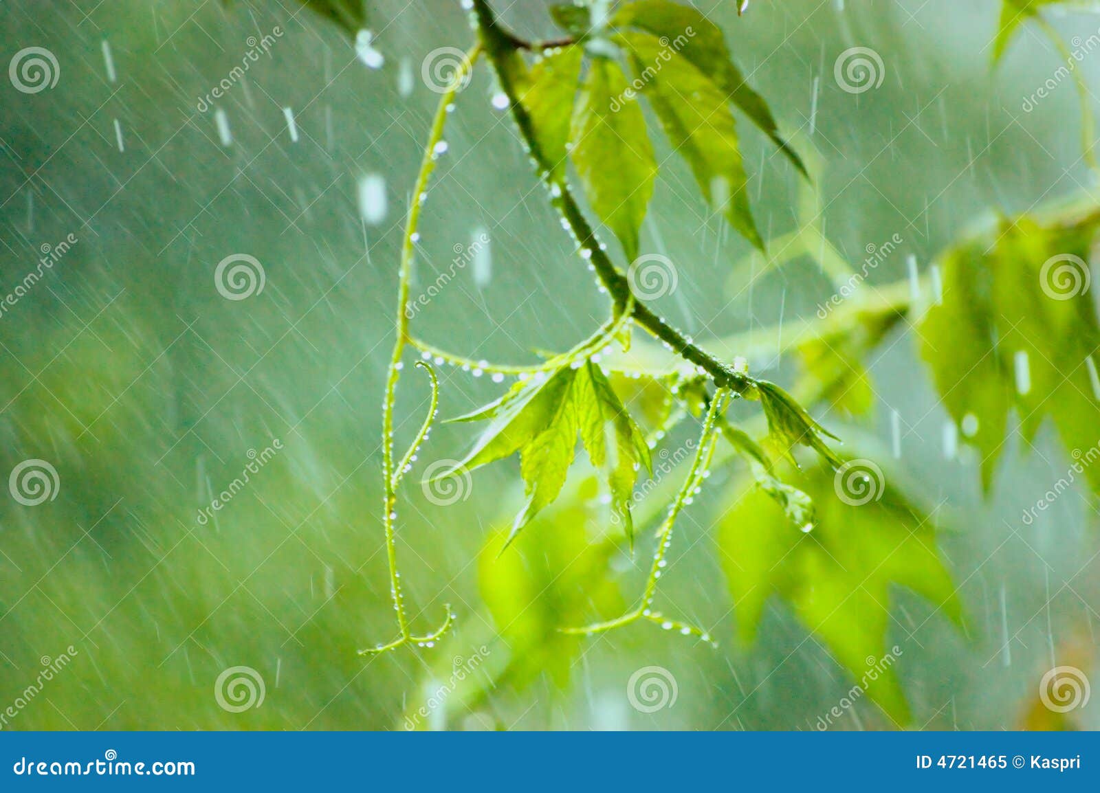 Virginia Creeper in Rain stock image. Image of drizzle - 4721465