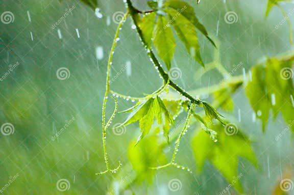 Virginia Creeper in Rain stock image. Image of drizzle - 4721465