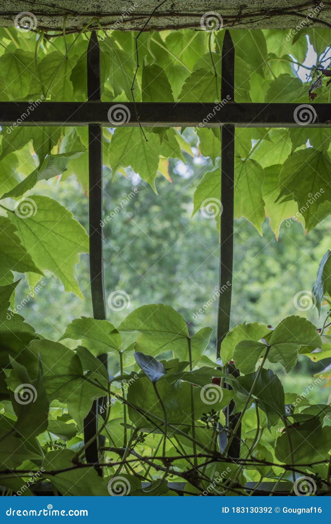 Virginia Creeper in Small Window with Cast Iron Bars Stock Photo ...