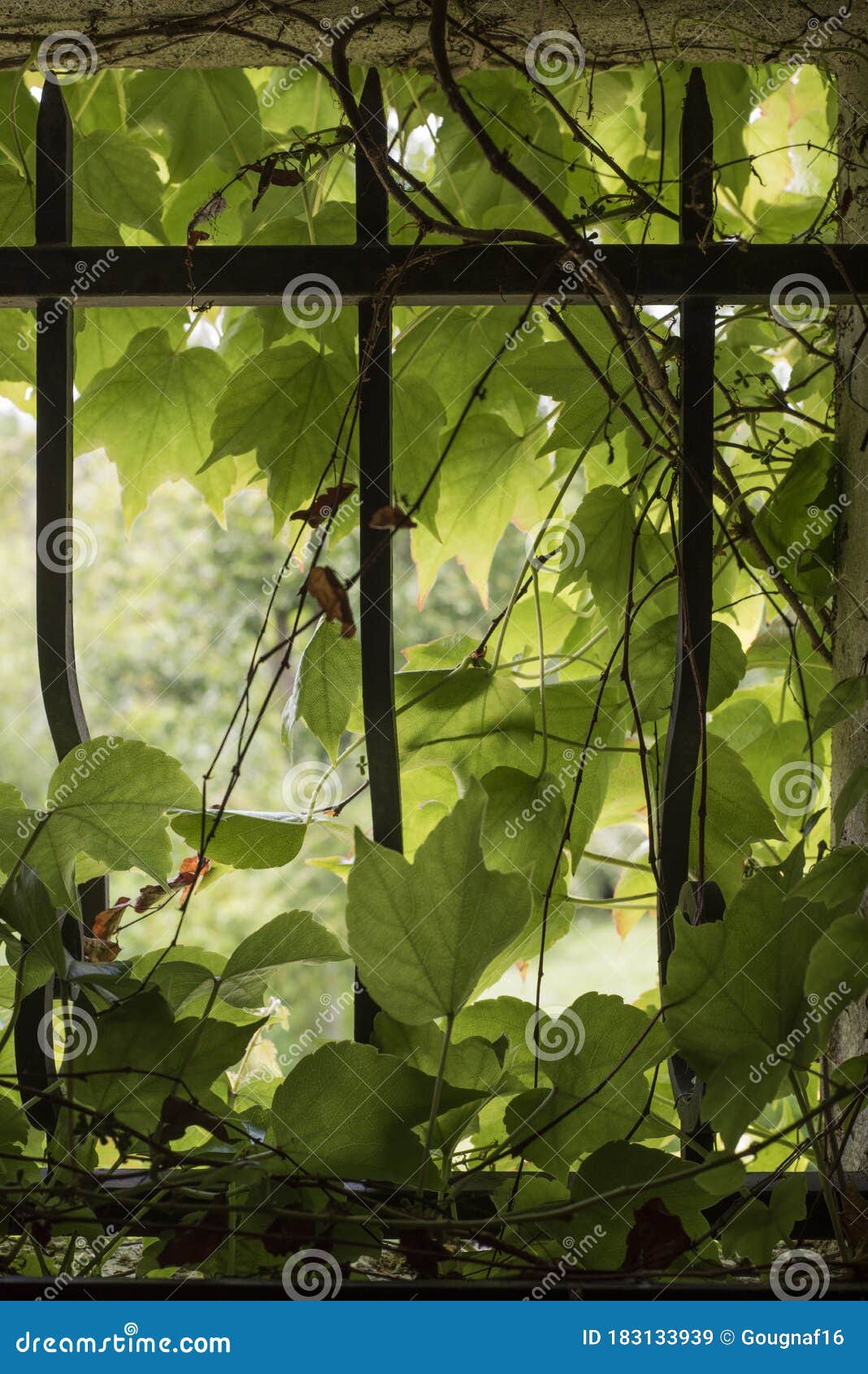 Virginia Creeper in Small Window with Cast Iron Bars Stock Image ...