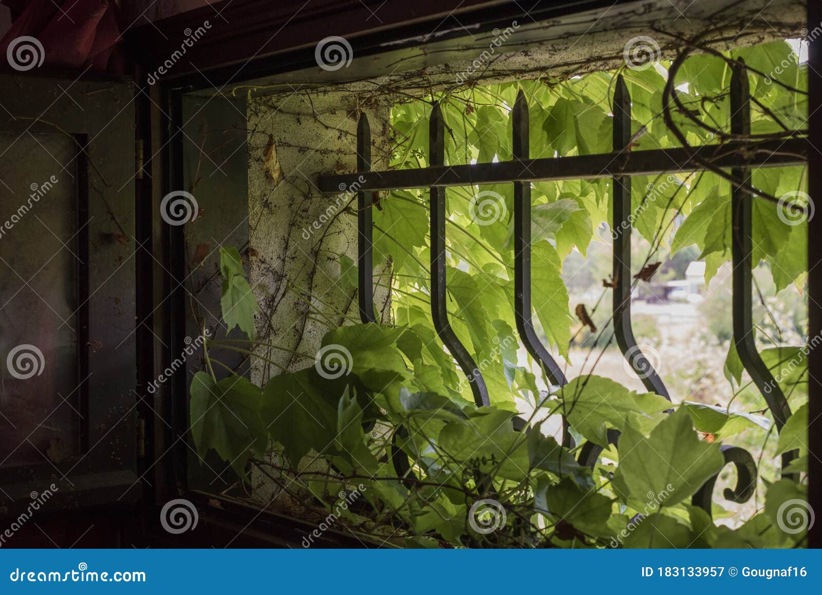 Virginia Creeper in Small Window with Cast Iron Bars Stock Image ...