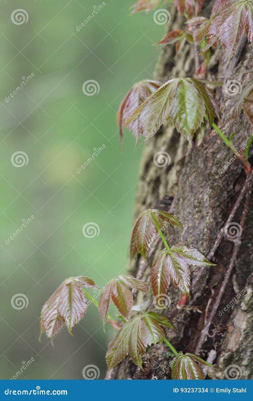 Virginia Creeper Vine and the Bark of a Tree Stock Photo - Image of ...