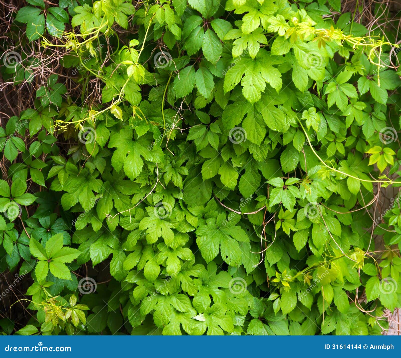 Virginia creeper stock photo. Image of flora, fence, quick - 31614144