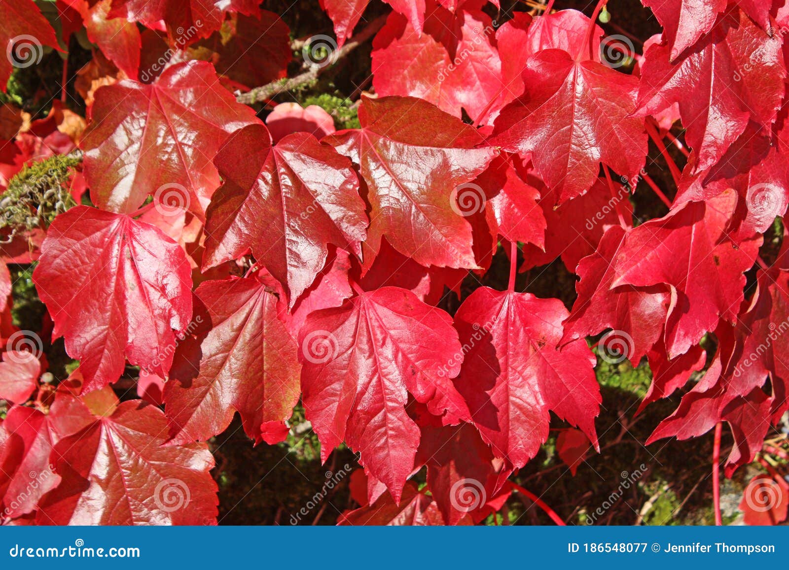 Virginia Creeper on a Wall in Autumn Stock Image - Image of leaves ...
