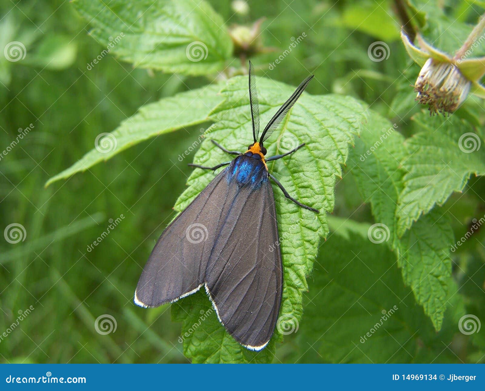 Virginia ctenucha moth stock photo. Image of wild, natural - 14969134