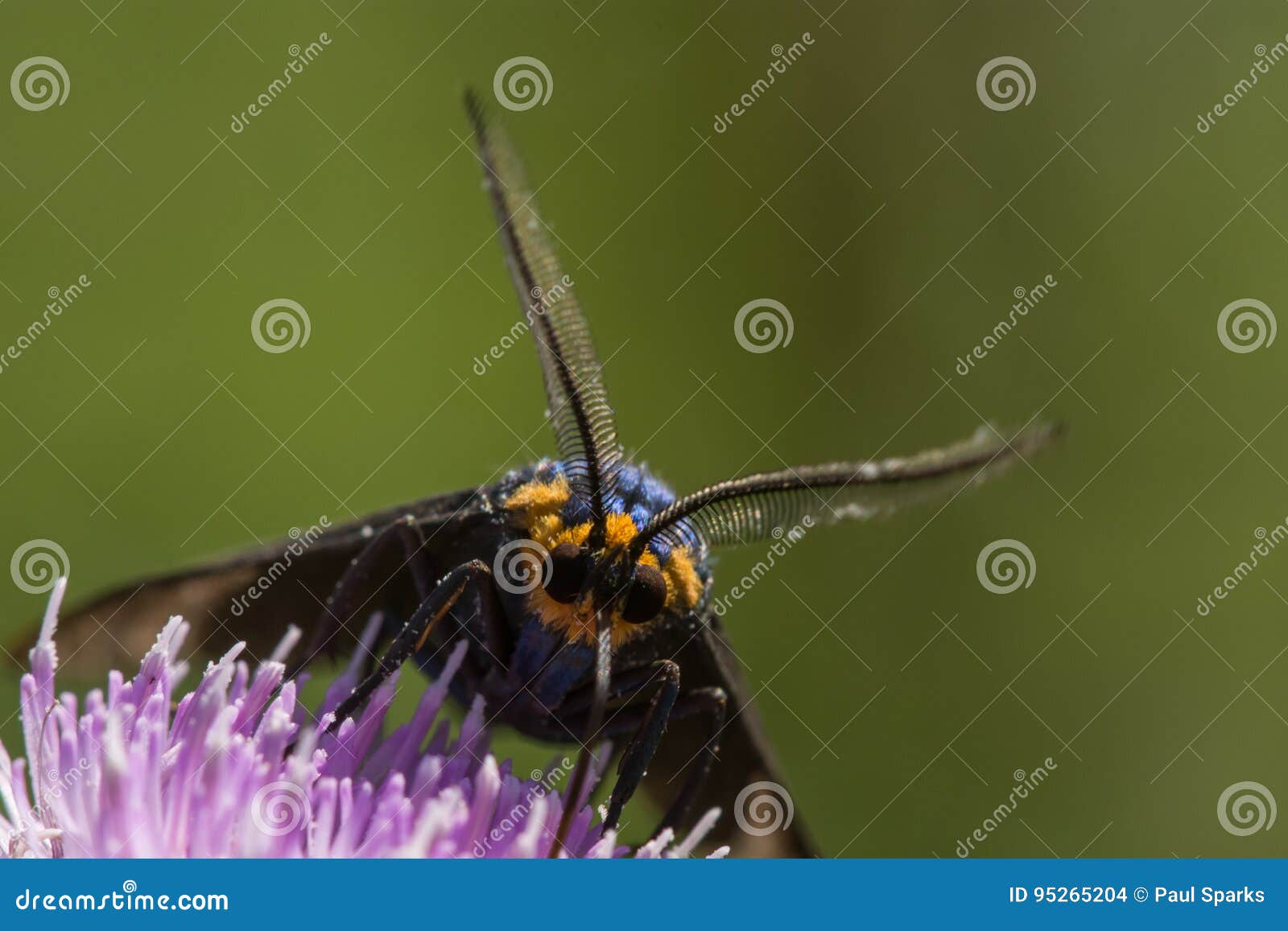 Virginia Ctenucha Moth stock photo. Image of fauna, pollen - 95265204