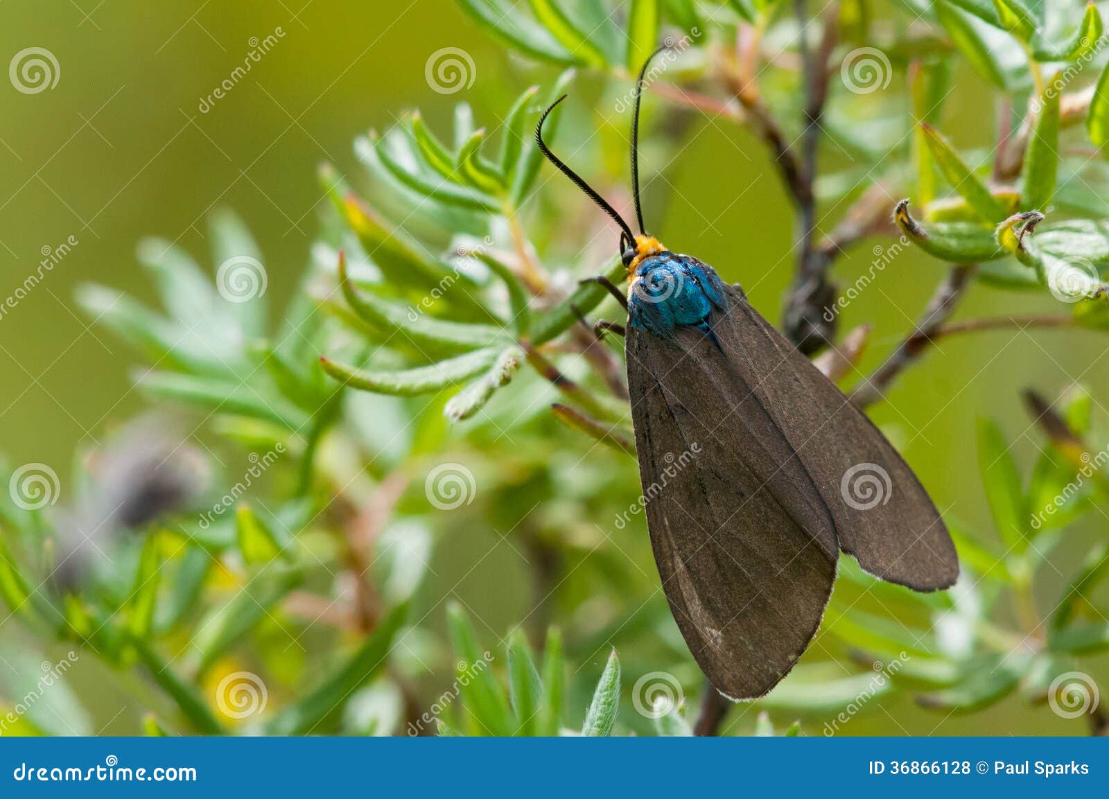 Virginia Ctenucha Moth stock photo. Image of fauna, animal - 36866128
