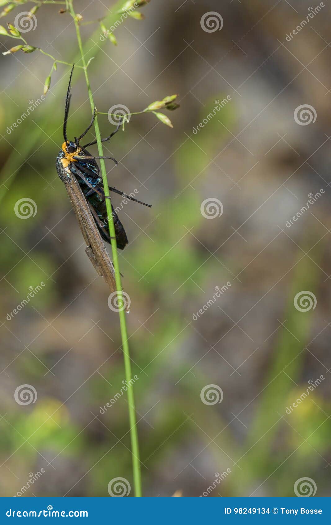 Virginia Ctenucha Wasp Moth Profile Stock Photo - Image of creature ...