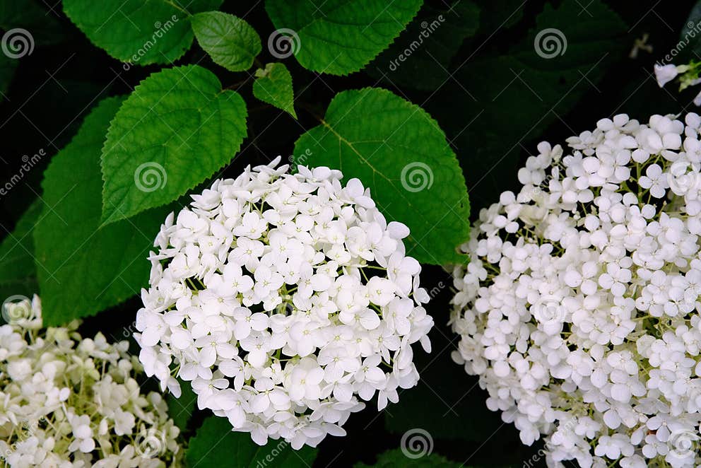 Virginia Hydrangea, Smooth Hydrangea, Sevenbark Stock Photo - Image of ...