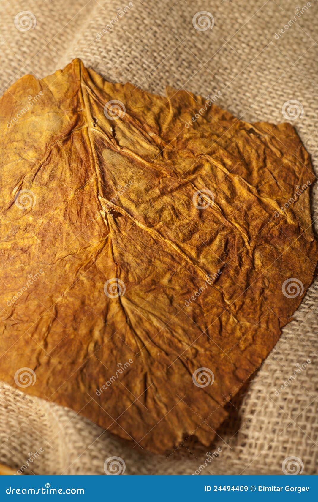 Virginia leaf stock image. Image of oriental, close, macro - 24494409