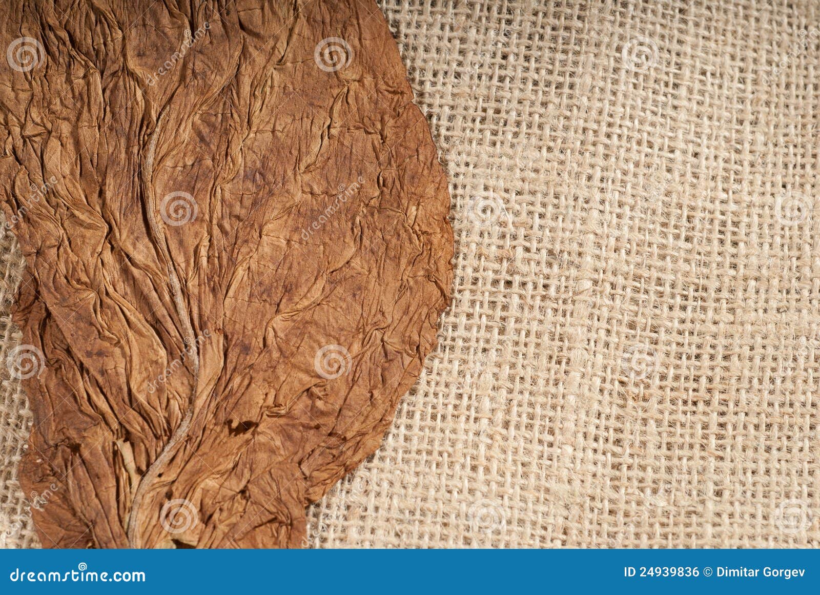 Virginia leaf stock photo. Image of color, botany, space - 24939836