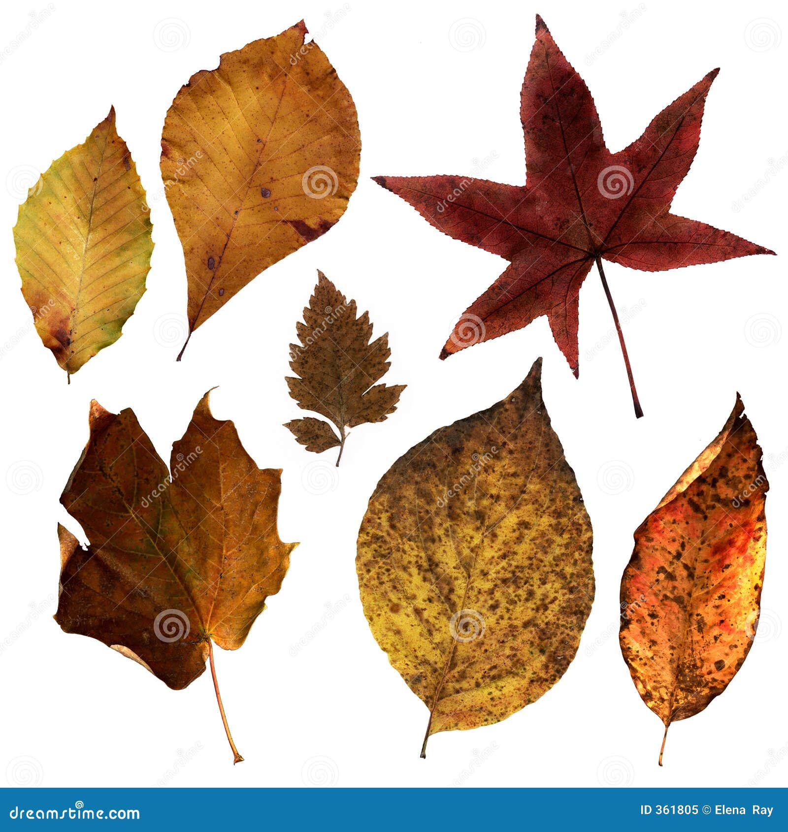 Virginia Leaves (3) stock image. Image of fall, nature - 361805