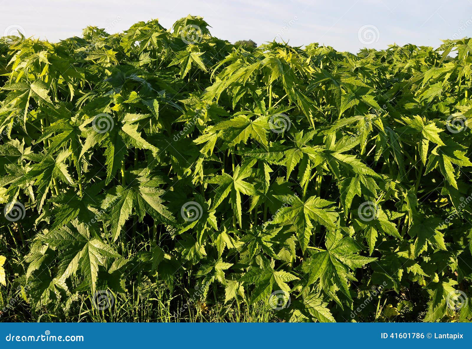 Virginia Mallow stock photo. Image of plant, field, cultivation - 41601786