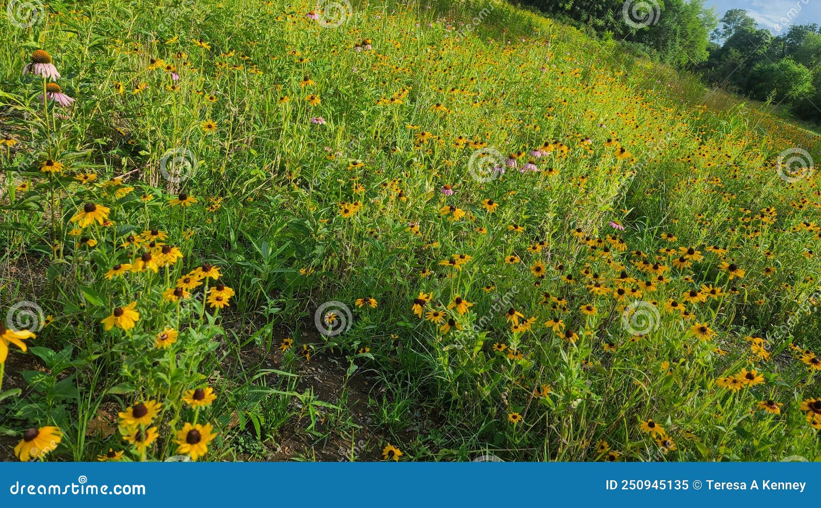 Virginia Native Wildflower Field Stock Image - Image of vegetation ...