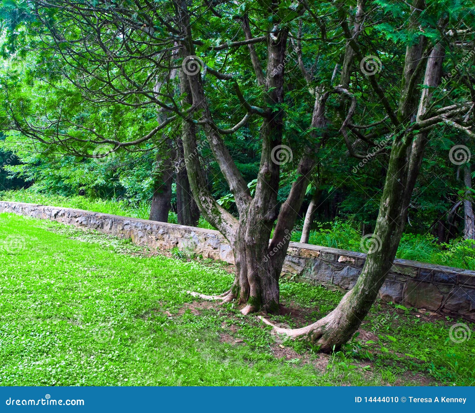 Virginia Nature Sanctuary stock photo. Image of hiking - 14444010