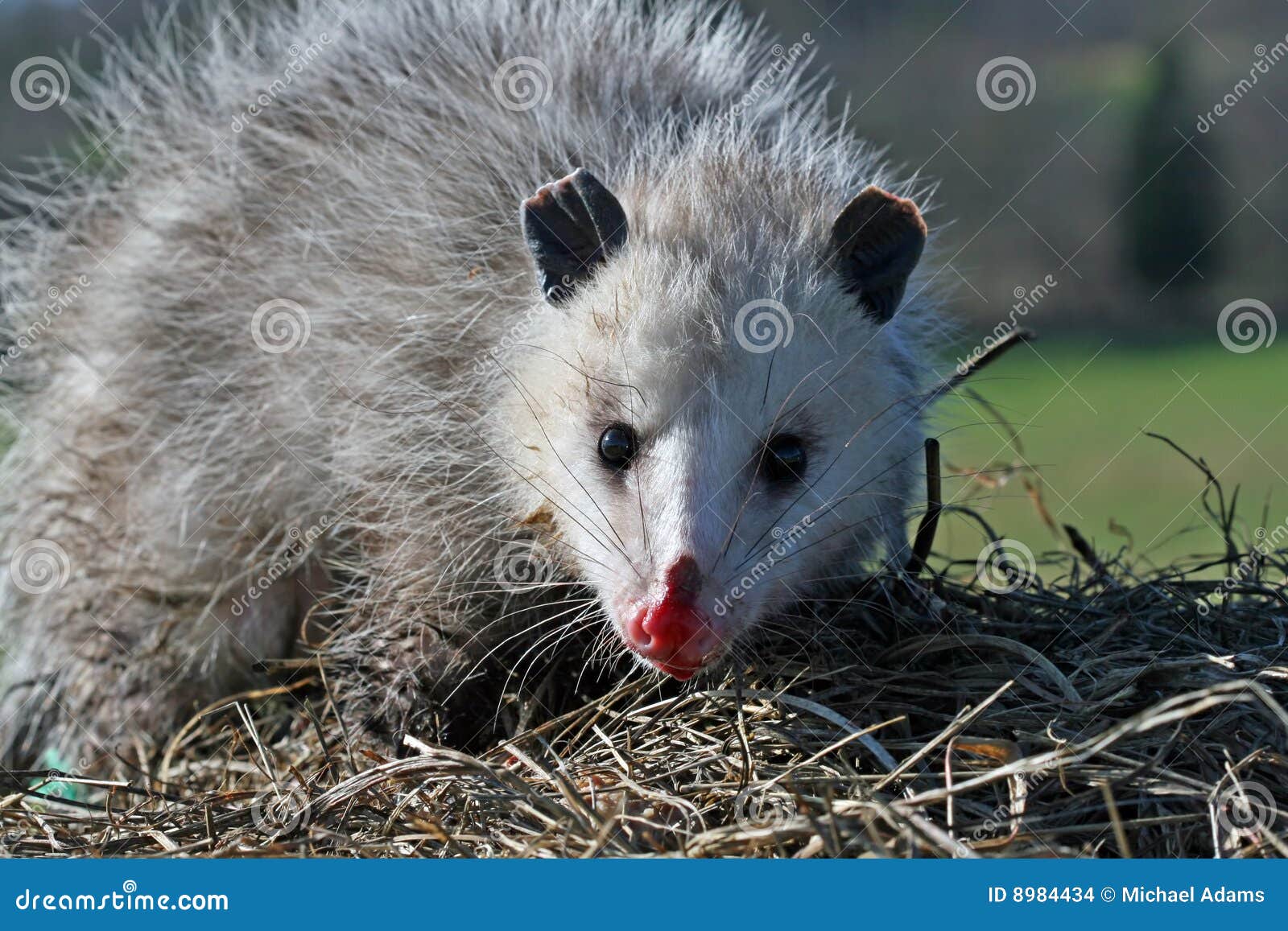 Virginia Opossum stock photo. Image of mammal, possums - 8984434