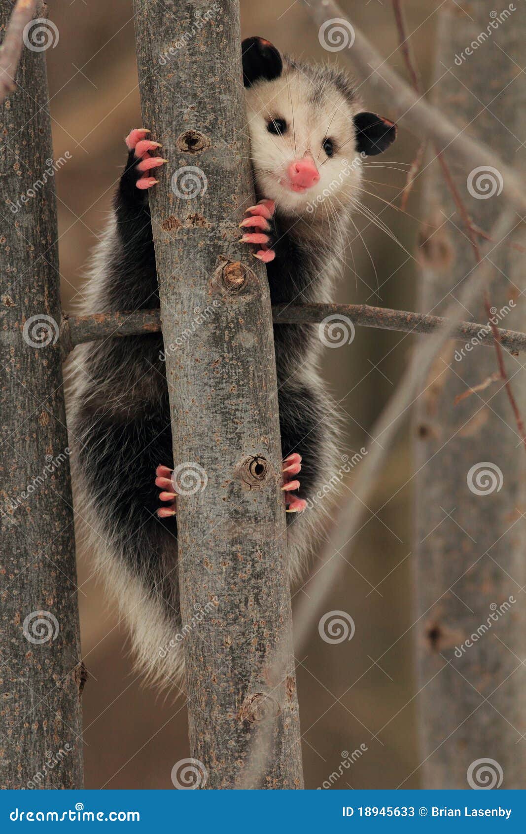 Virginia Opossum Acting Dead Also Known As Playing Possum Royalty-Free ...