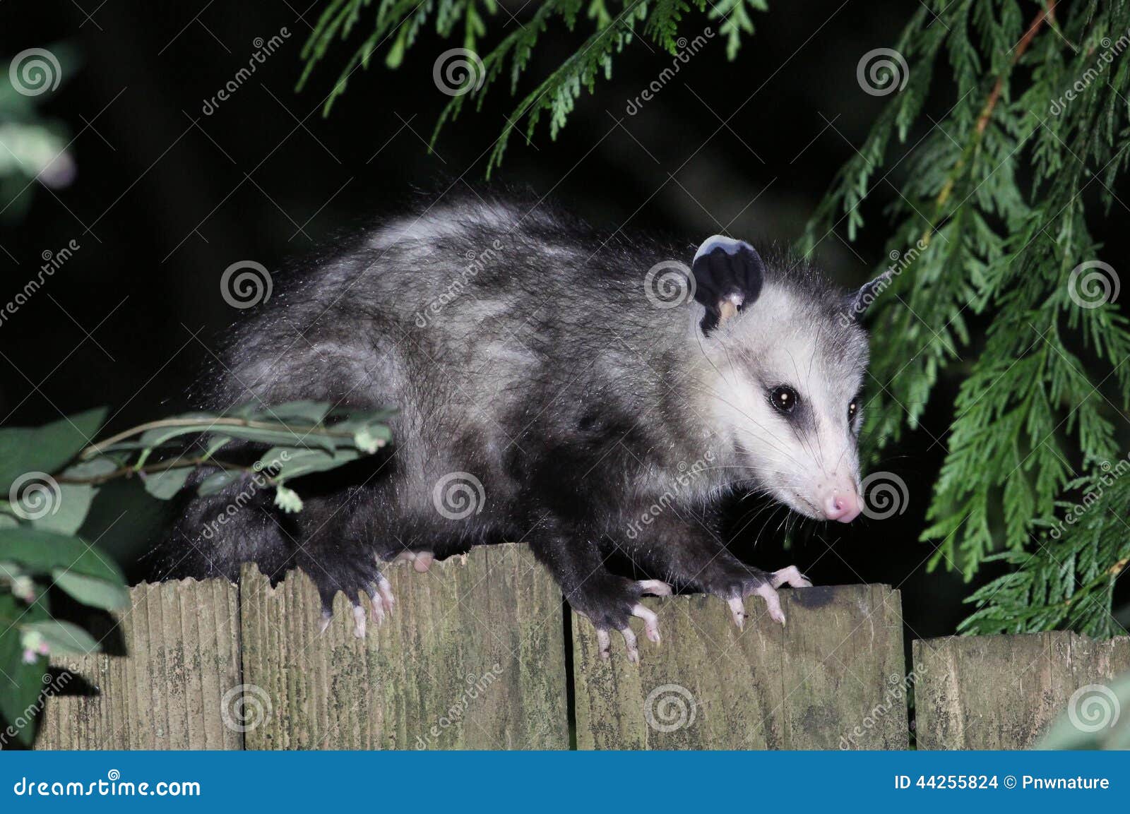 Virginia Opossum on a Fence Stock Photo - Image of outdoors, animal ...