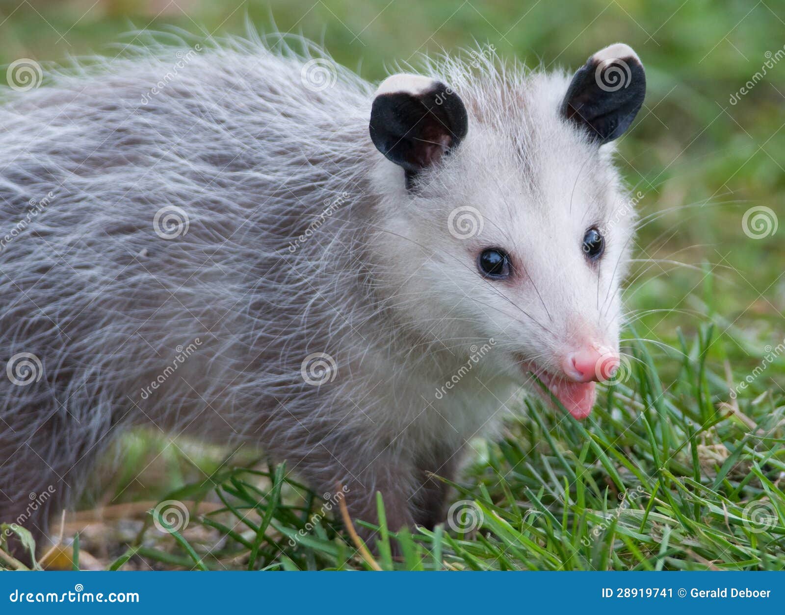Virginia Oppossum stock image. Image of animal, wild - 28919741