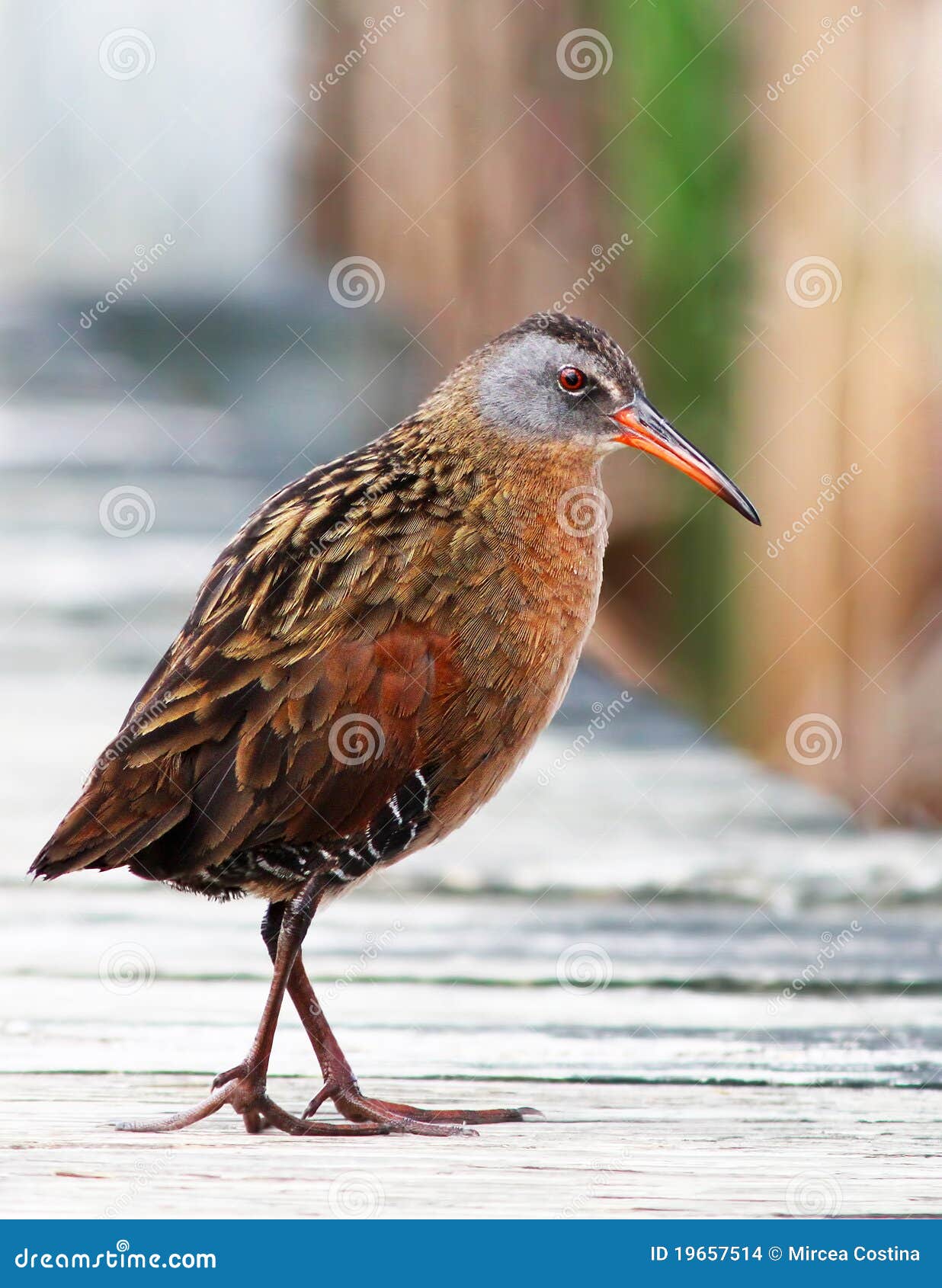 Virginia Rail stock photo. Image of animal, birds, nature - 19657514