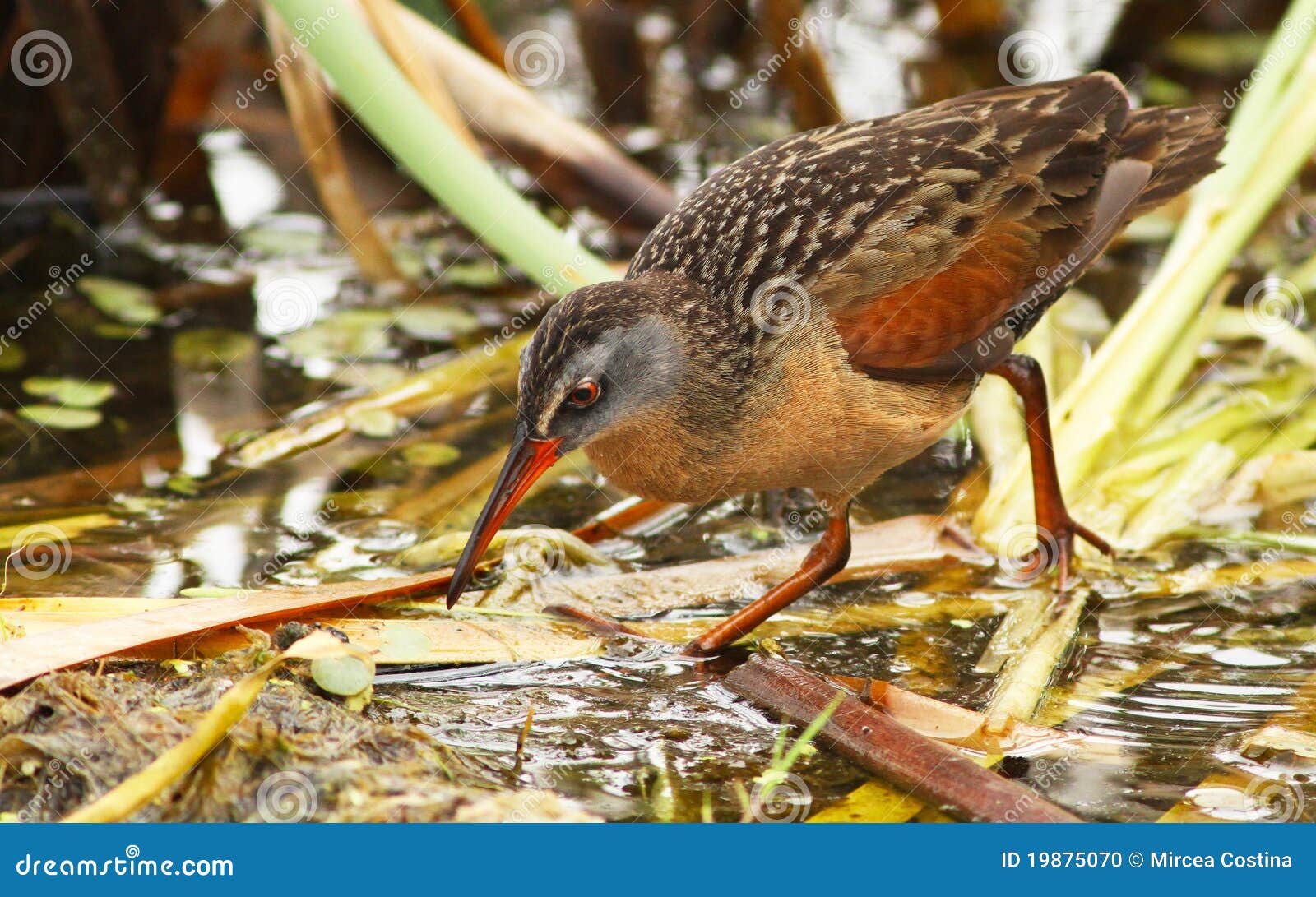Virginia Rail stock photo. Image of canada, swamp, avian - 19875070