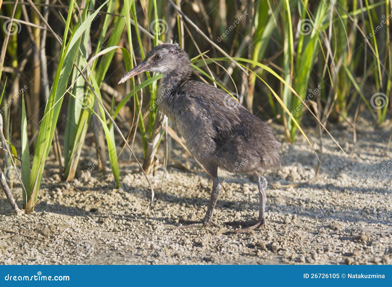 Virginia Rail stock image. Image of rail, rallus, chick - 26726105