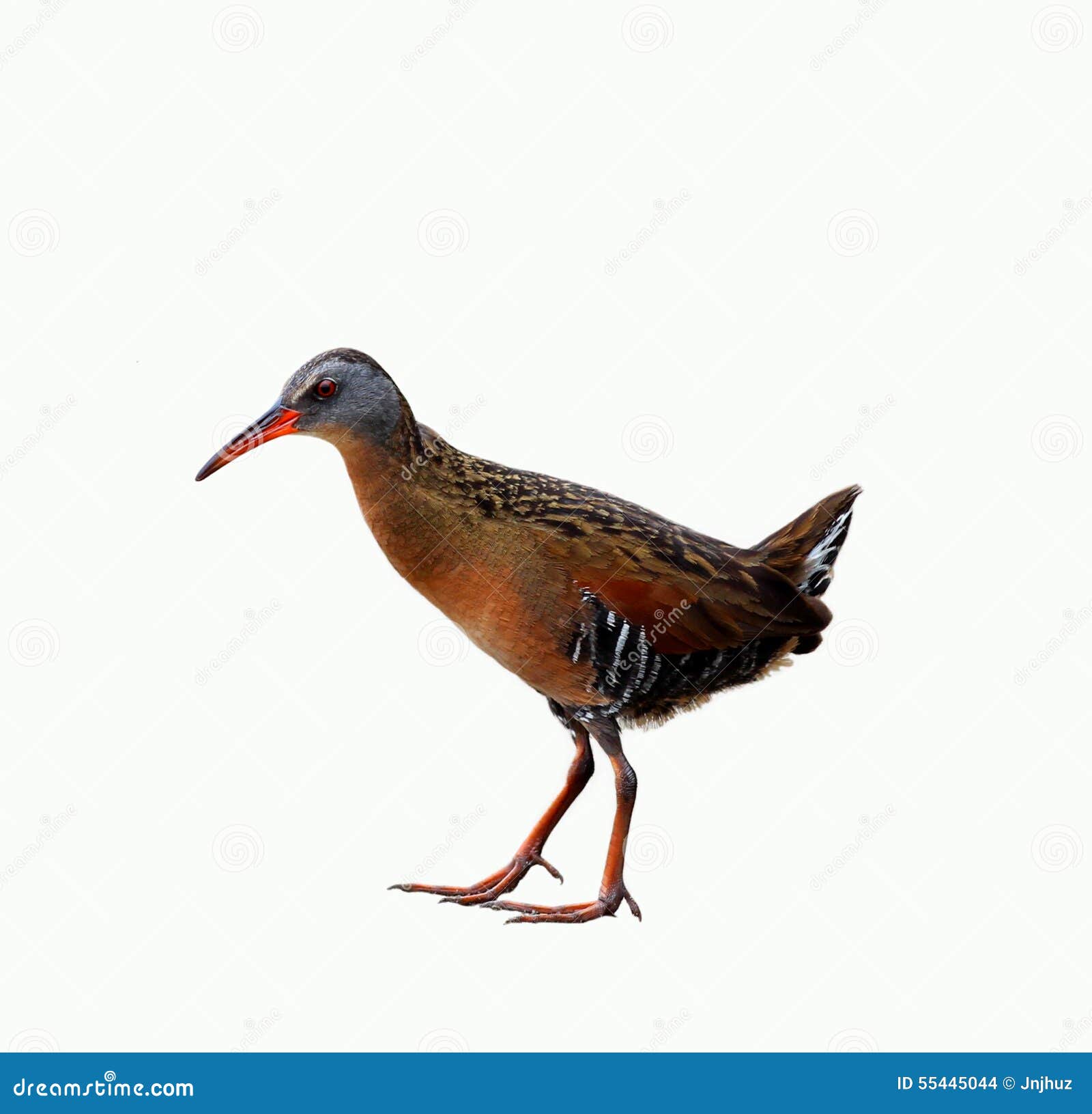 Virginia Rail Bird stock photo. Image of limicola, virginia - 55445044