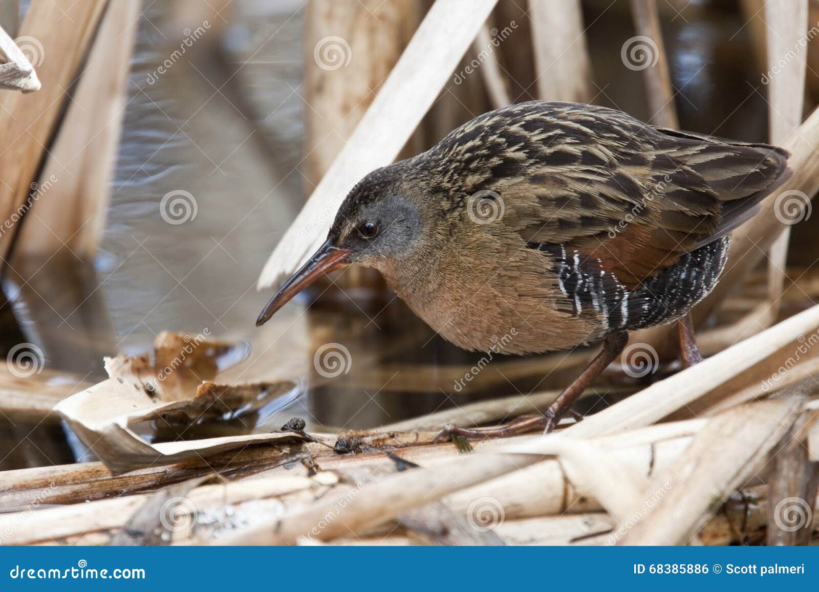 Virginia Rail 1a. stock photo. Image of meal, feeding - 68385886