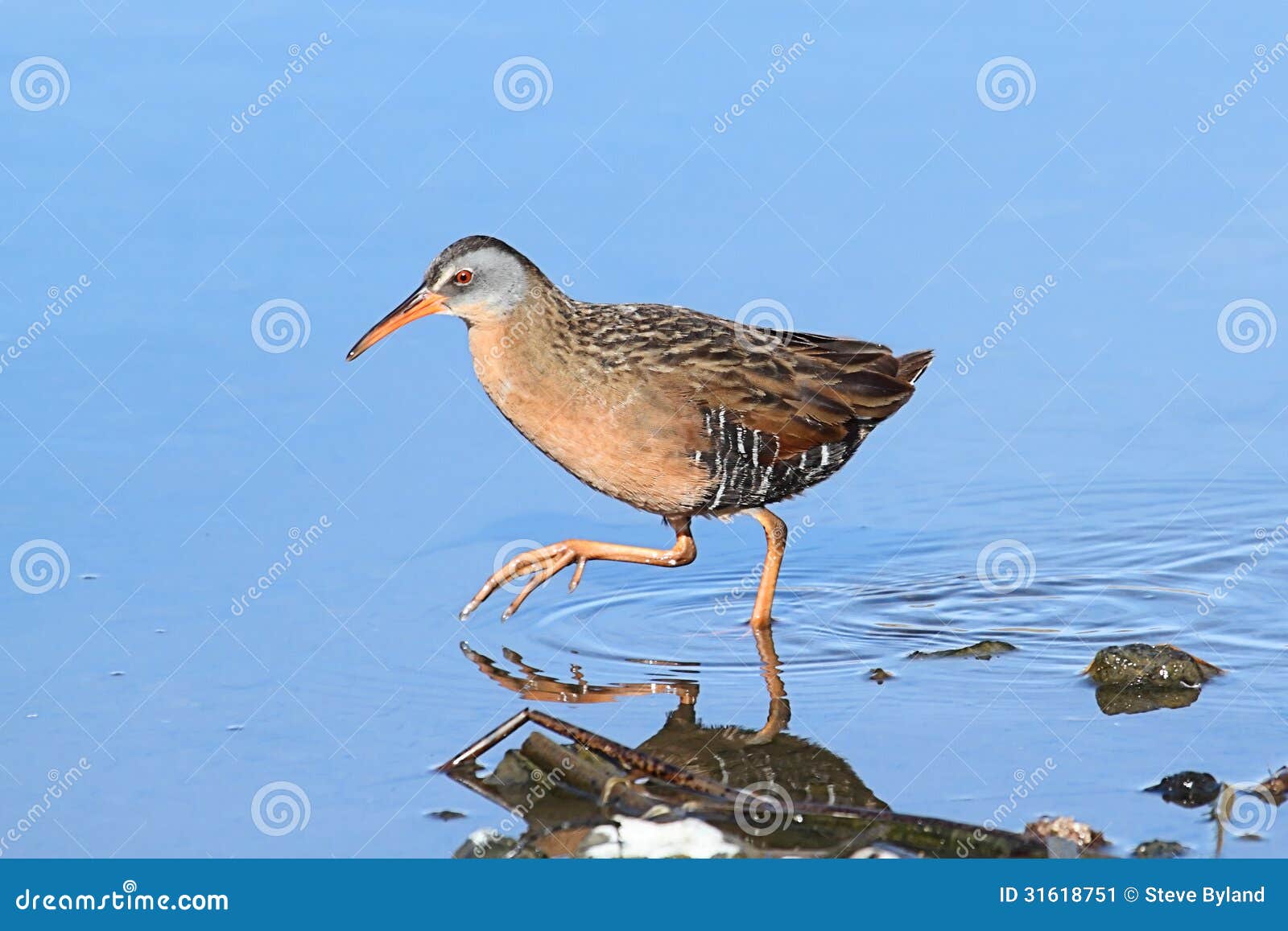 Virginia Rail (Rallus Limicola) Stock Image - Image of avian, rail ...