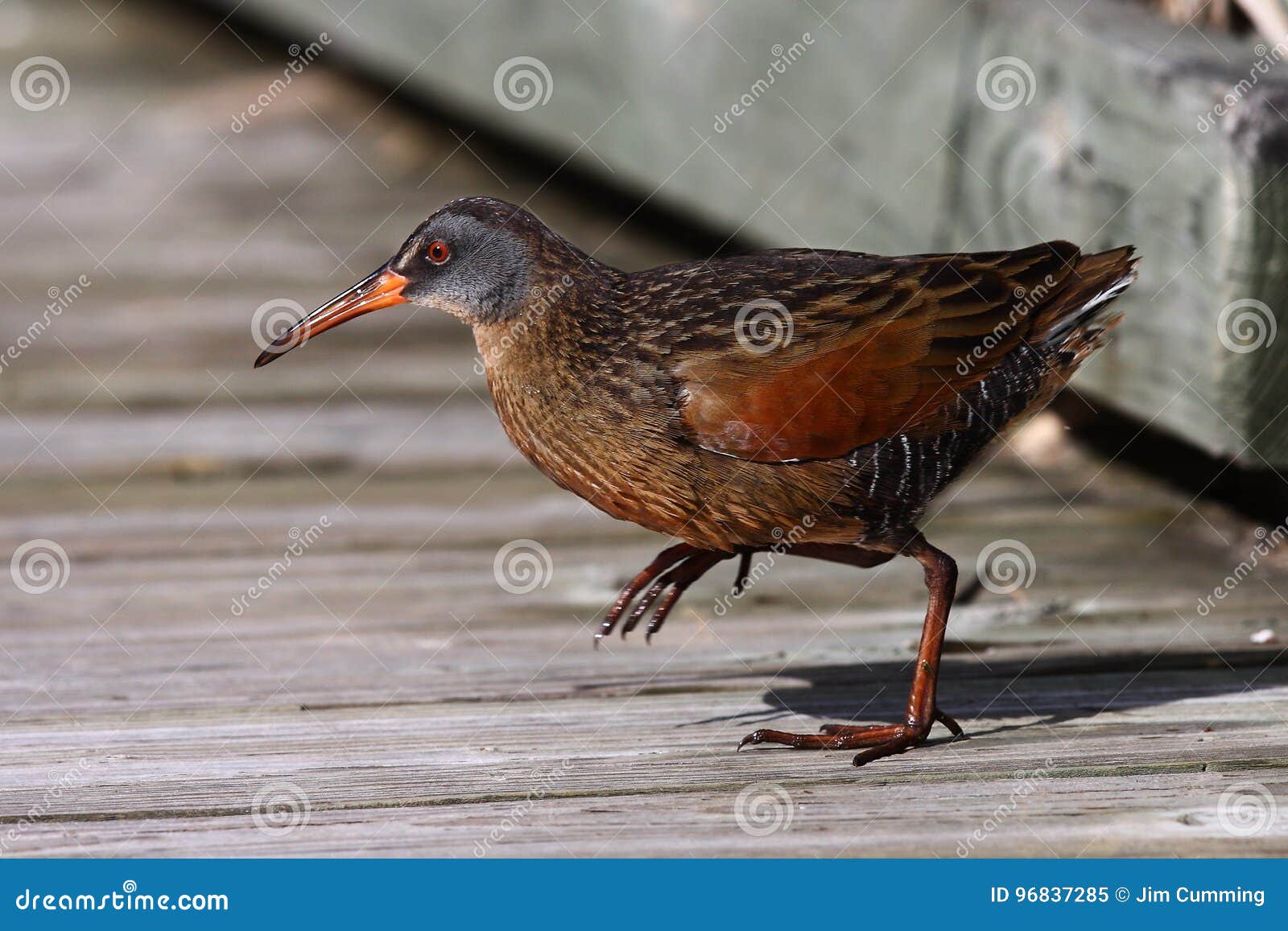 Virginia Rail Adult Bird Stock Photography | CartoonDealer.com #119702114
