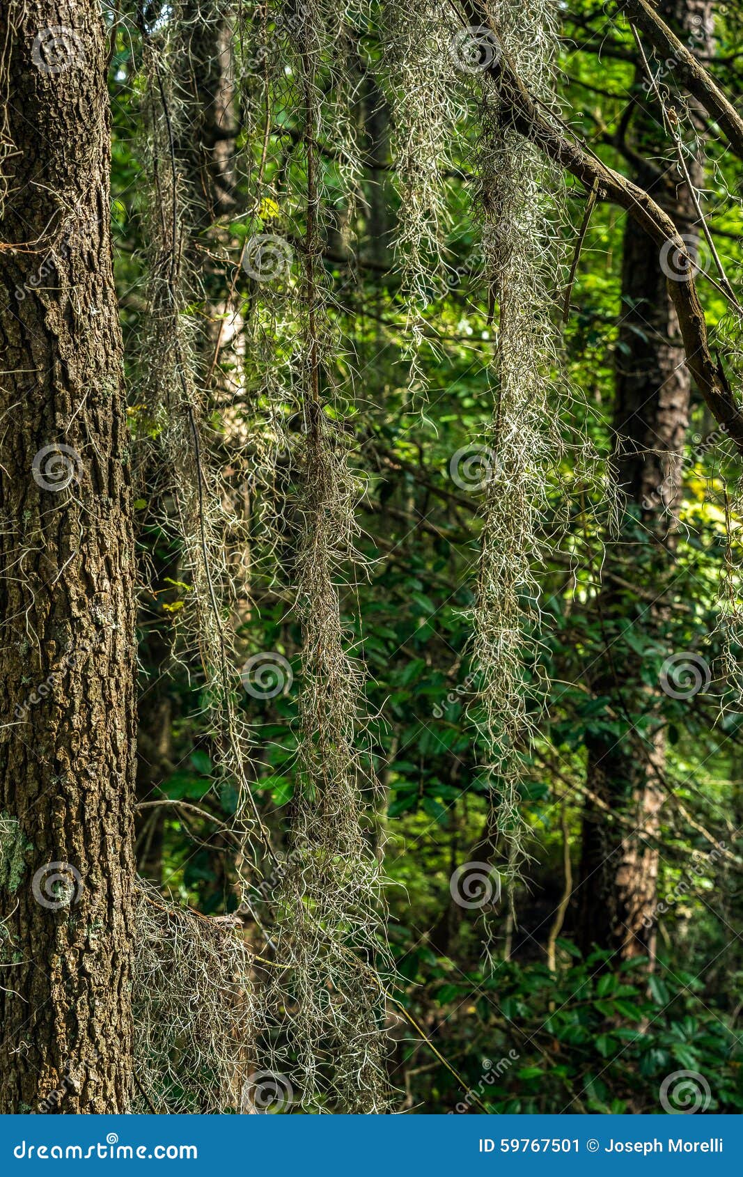 Virginia Spanish Moss stock image. Image of green, tree - 59767501