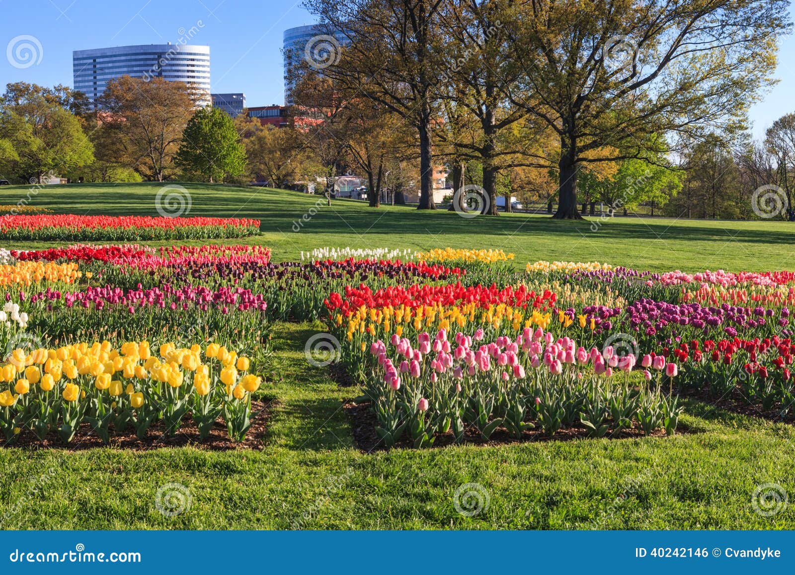 Virginia Tulip Field Spring Landscape Foto de archivo - Imagen de campo ...
