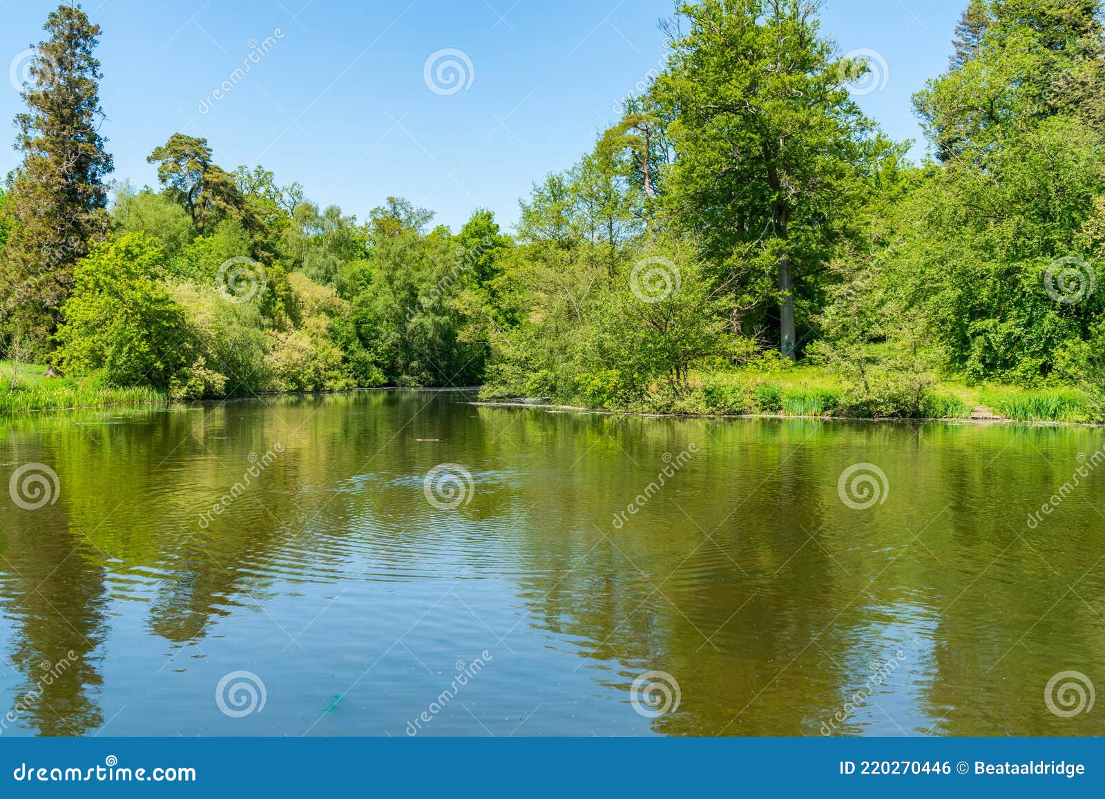 Virginia Water lake stock photo. Image of pond, duck - 220270446